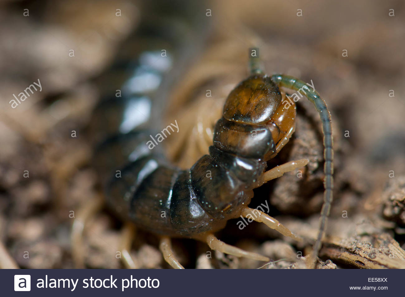Centipede Scolopendra Sp Stock Photos & Centipede Scolopendra Sp Stock ...