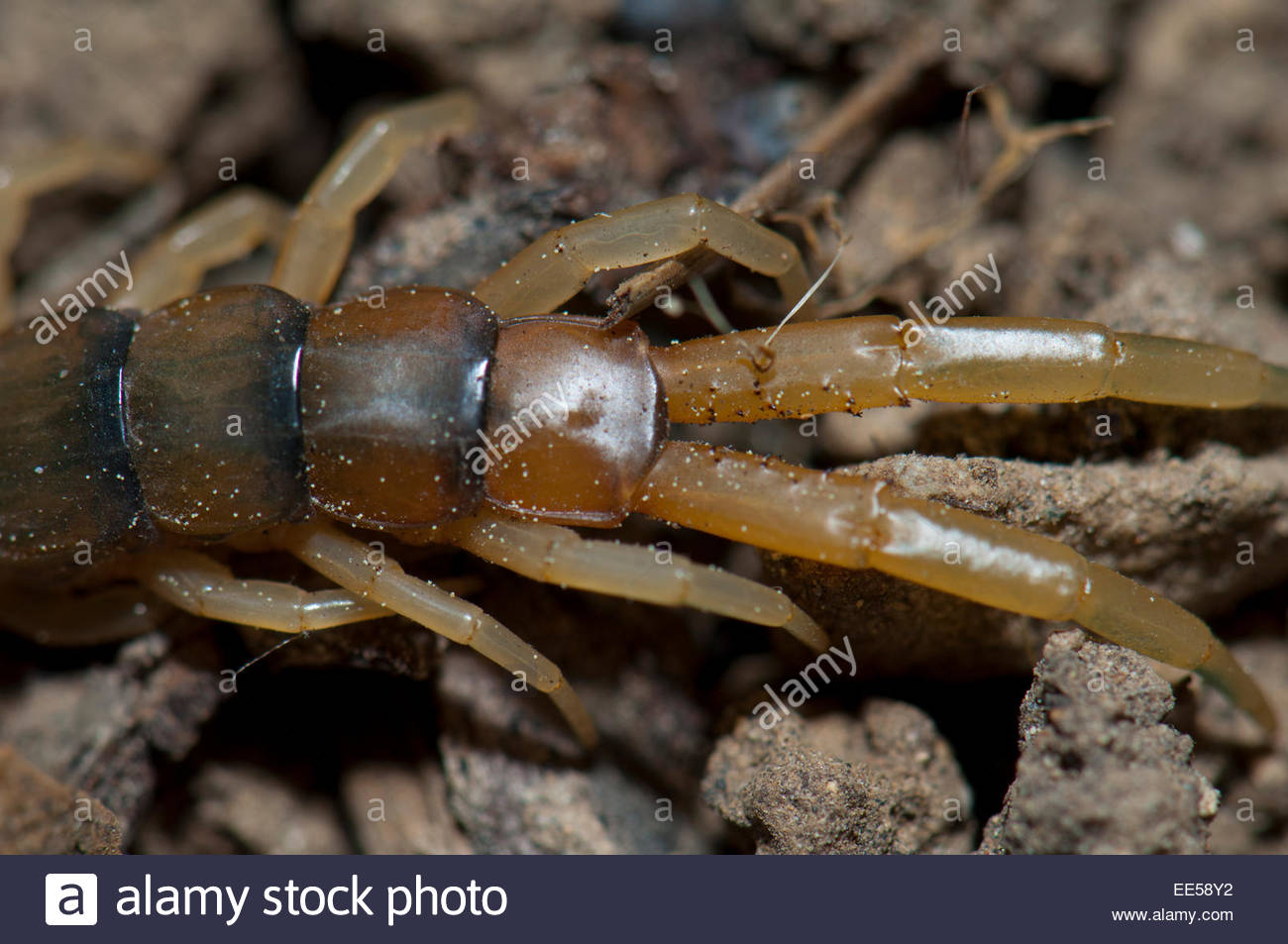 Centipede Scolopendra Sp Stock Photos & Centipede Scolopendra Sp Stock ...