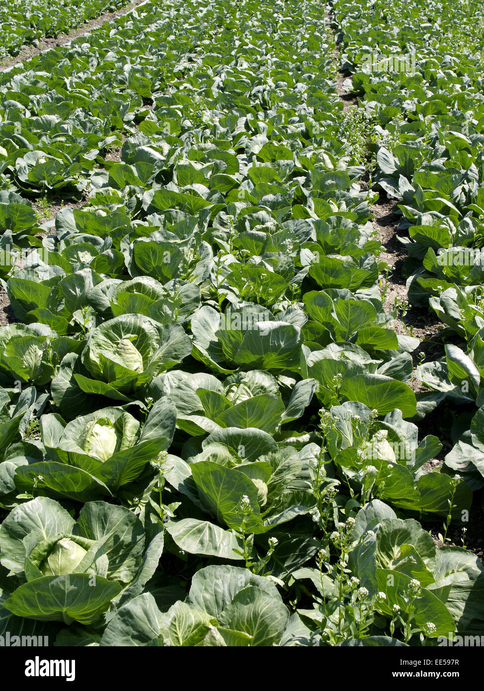 Weisskohl, Spitzkohl, Filderkraut (Brassica oleracea convar, capitata f ...