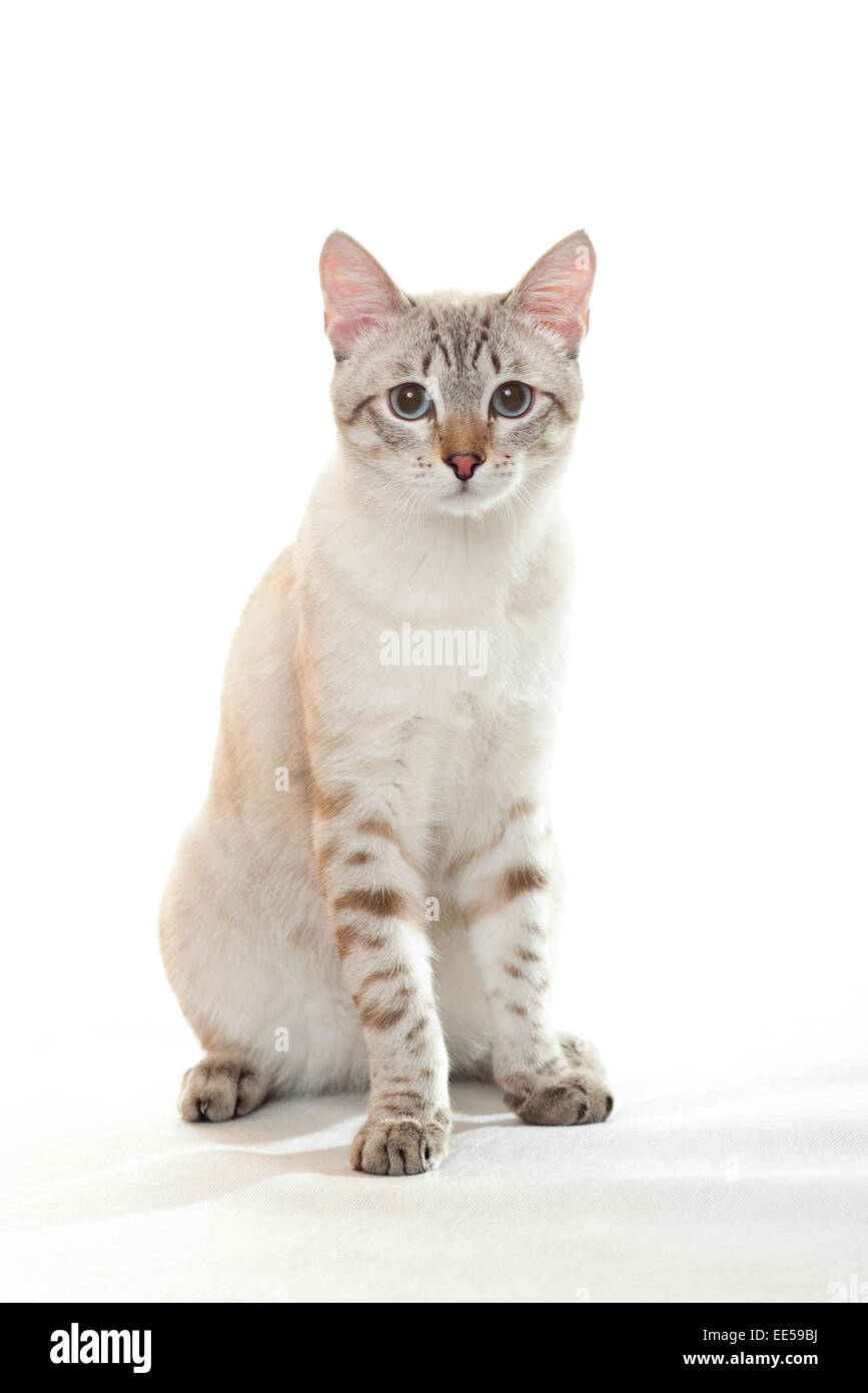 Beautiful tabby thai cat hi-res stock photography and images - Alamy
