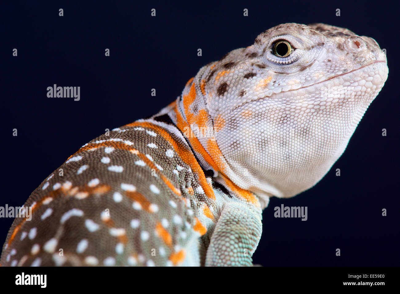 Collared lizard / Crotaphytus collaris Stock Photo - Alamy