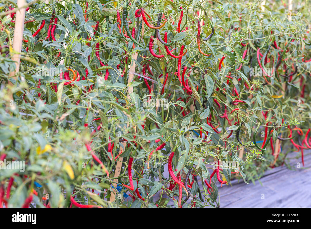 Fresh red chillies growing in the vegetable garden,Indonesia Stock ...