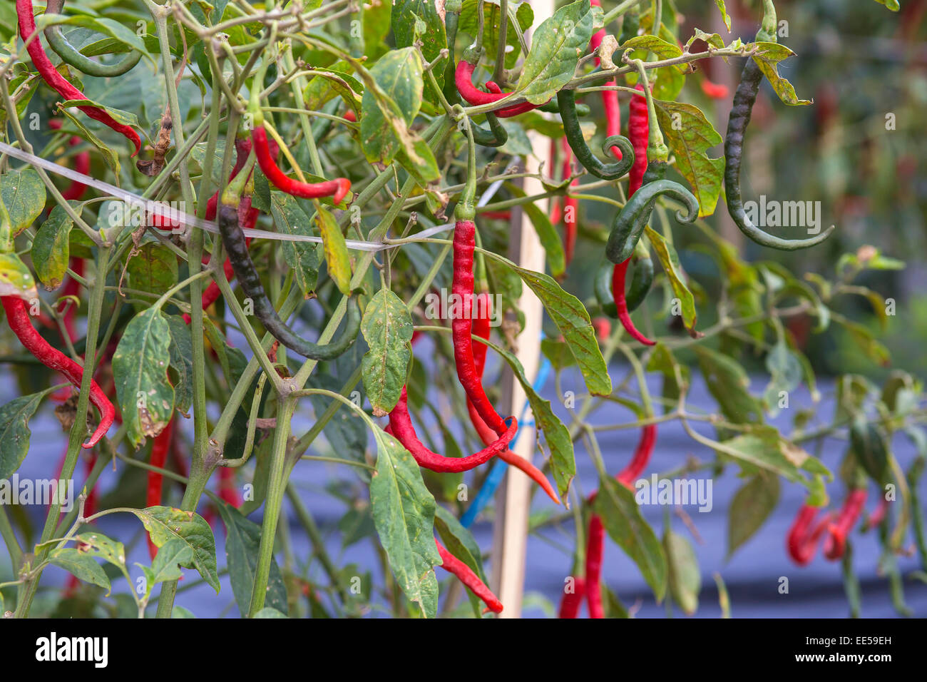 Fresh red chillies growing in the vegetable garden,Indonesia Stock ...