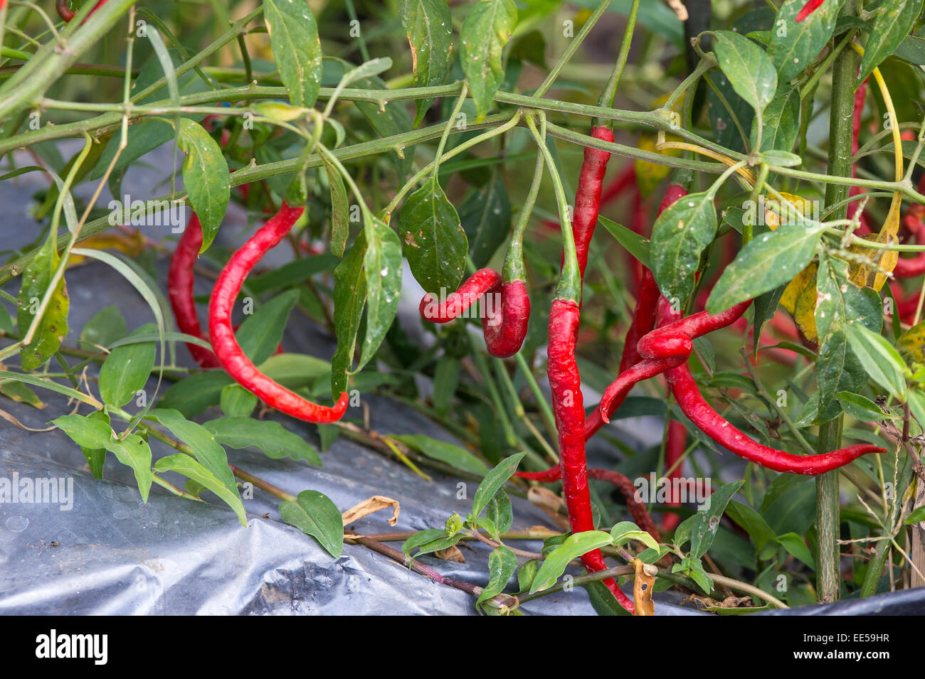 Fresh red chillies growing in the vegetable garden,Indonesia Stock ...
