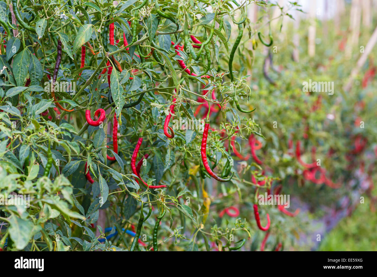 Fresh red chillies growing in the vegetable garden,Indonesia Stock ...