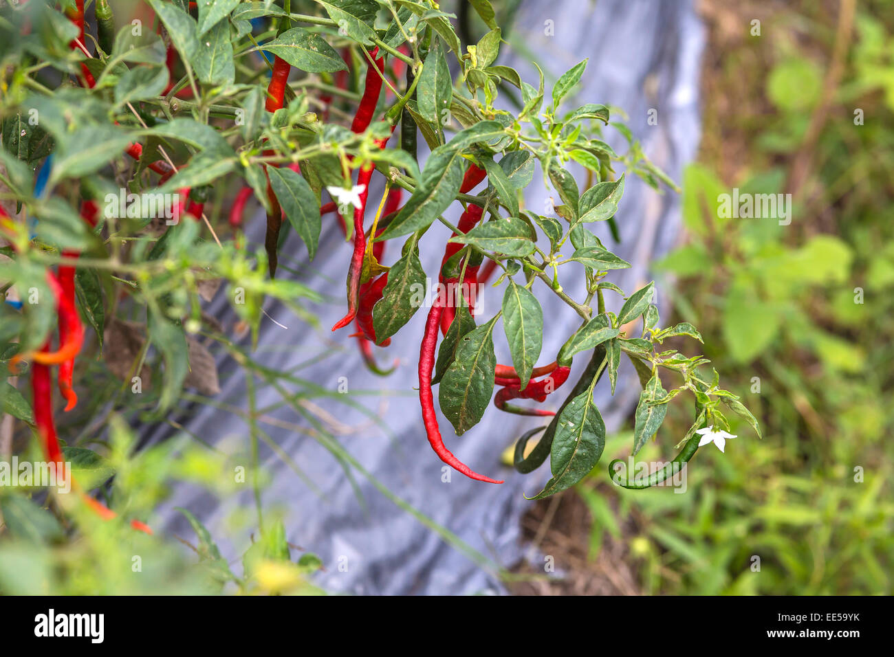 Fresh red chillies growing in the vegetable garden,Indonesia Stock ...