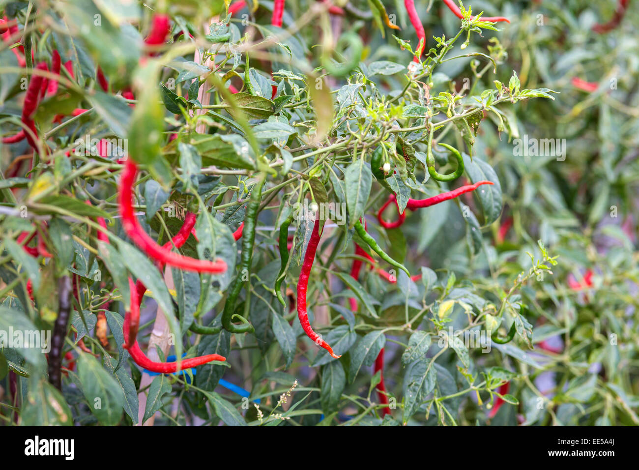 Fresh red chillies growing in the vegetable garden,Indonesia Stock ...