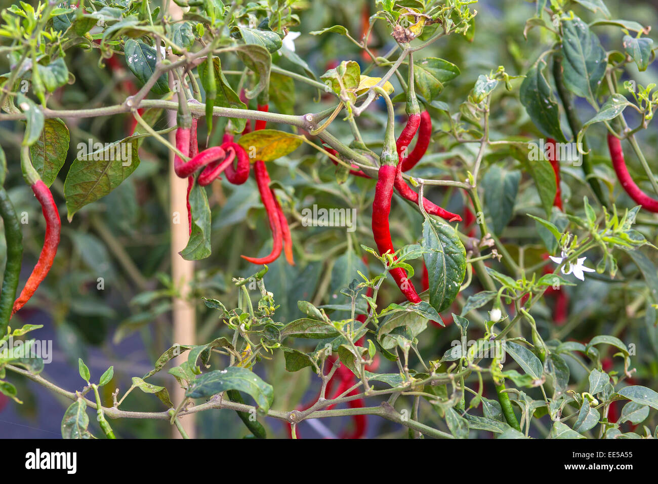 Fresh red chillies growing in the vegetable garden,Indonesia Stock ...