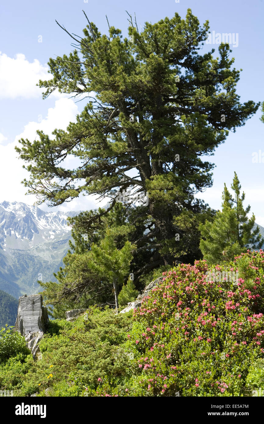 Zirben hi-res stock photography and images - Alamy