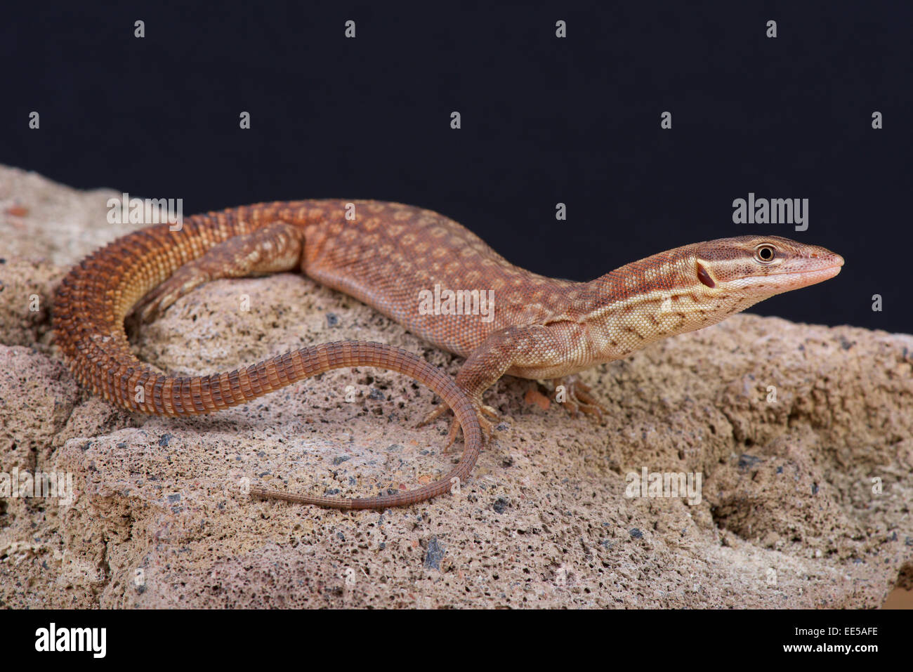 Spiny-tailed monitor / Varanus acanthurus Stock Photo - Alamy