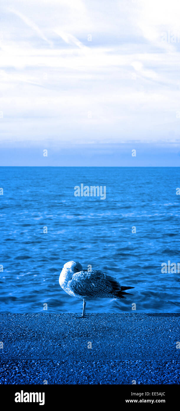sleeping seagull by water Stock Photo - Alamy