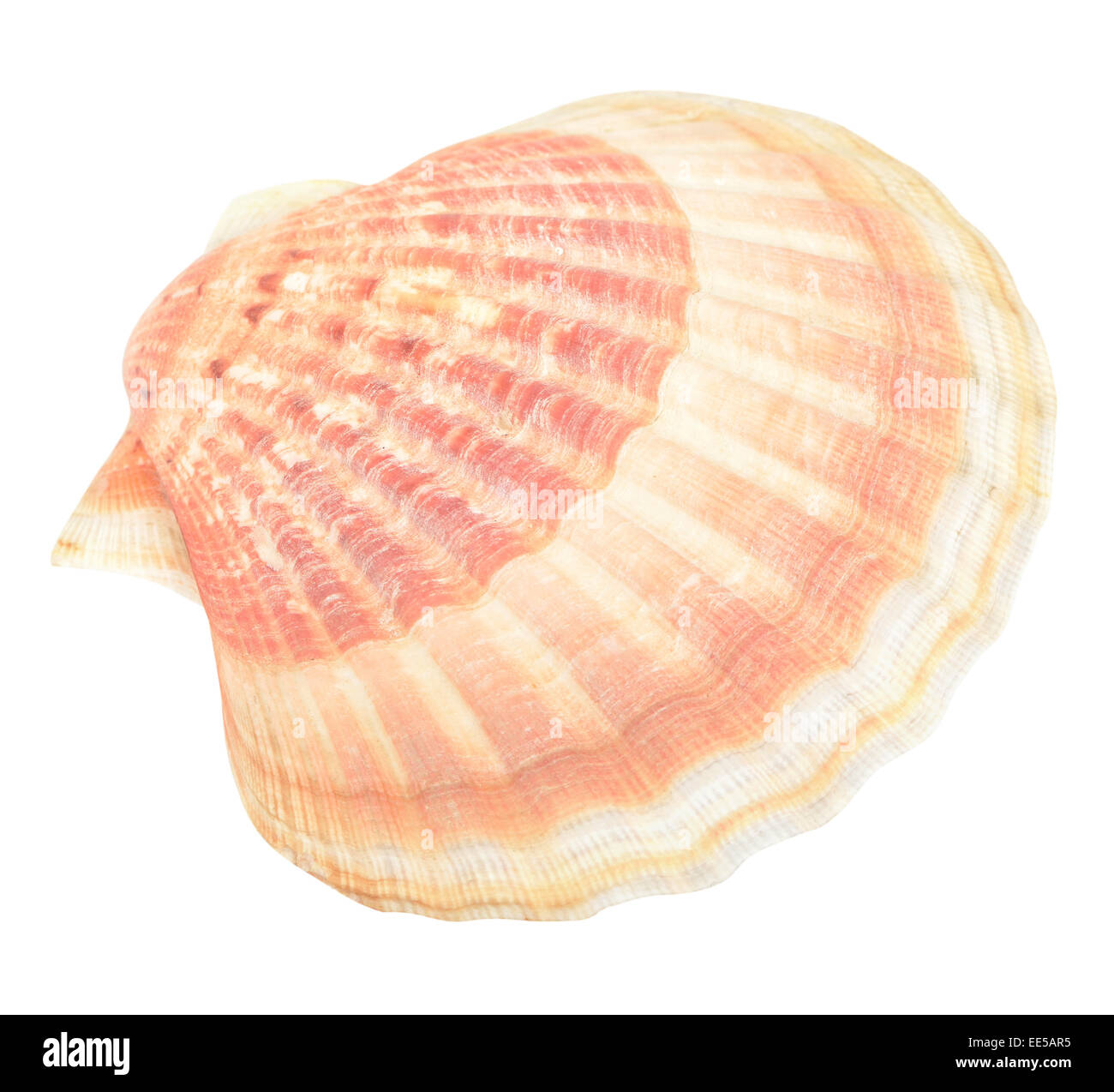 Scallop on a white background. shell isolated Stock Photo - Alamy