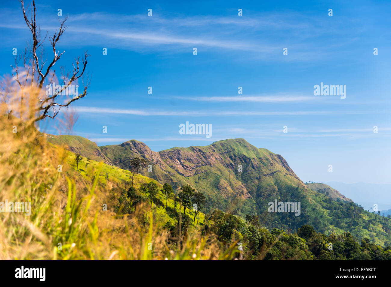 the long mountain in the forest Stock Photo - Alamy