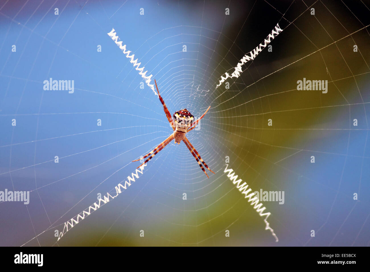 Indian female signature spider resting on web Stock Photo - Alamy