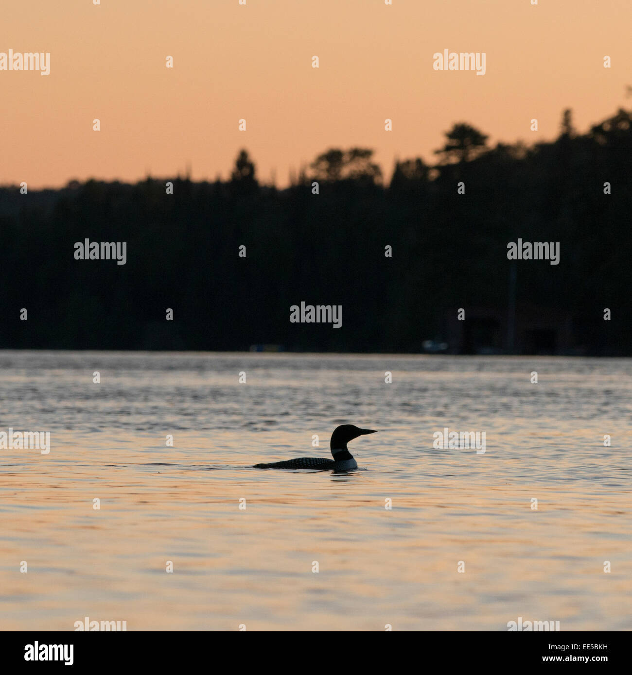 Loon in sunset hi-res stock photography and images - Alamy