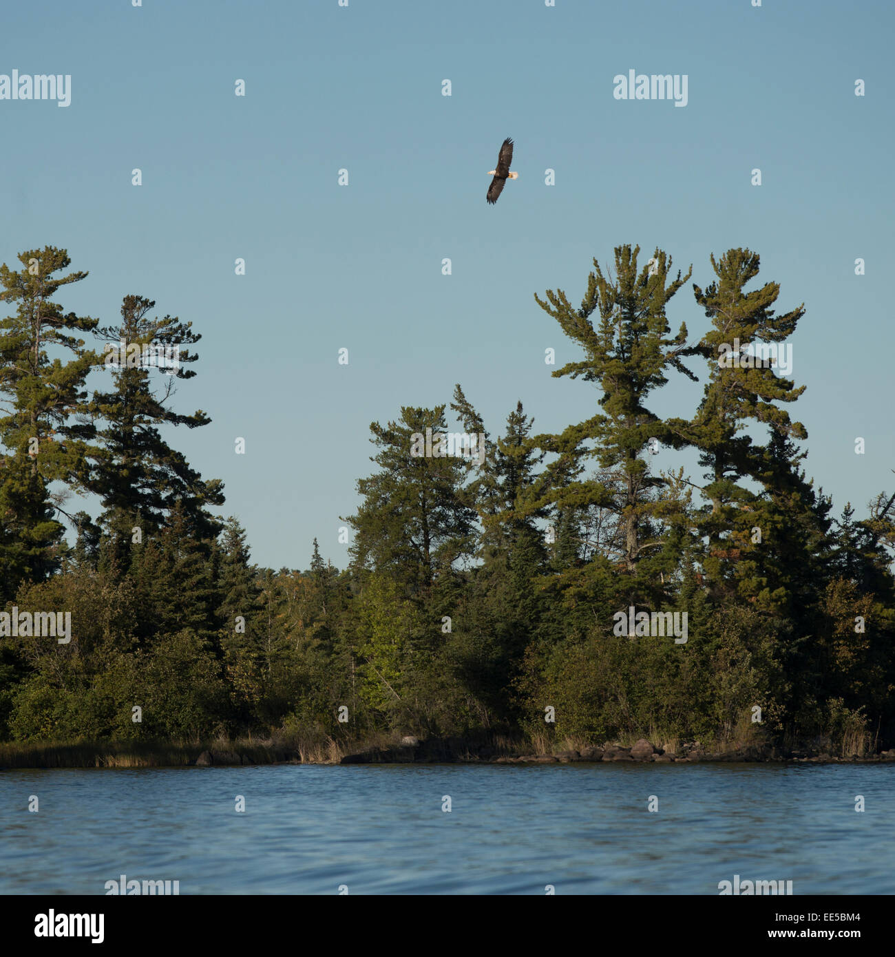 Eagle flying over trees at the lakeside, Lake of The Woods, Ontario ...