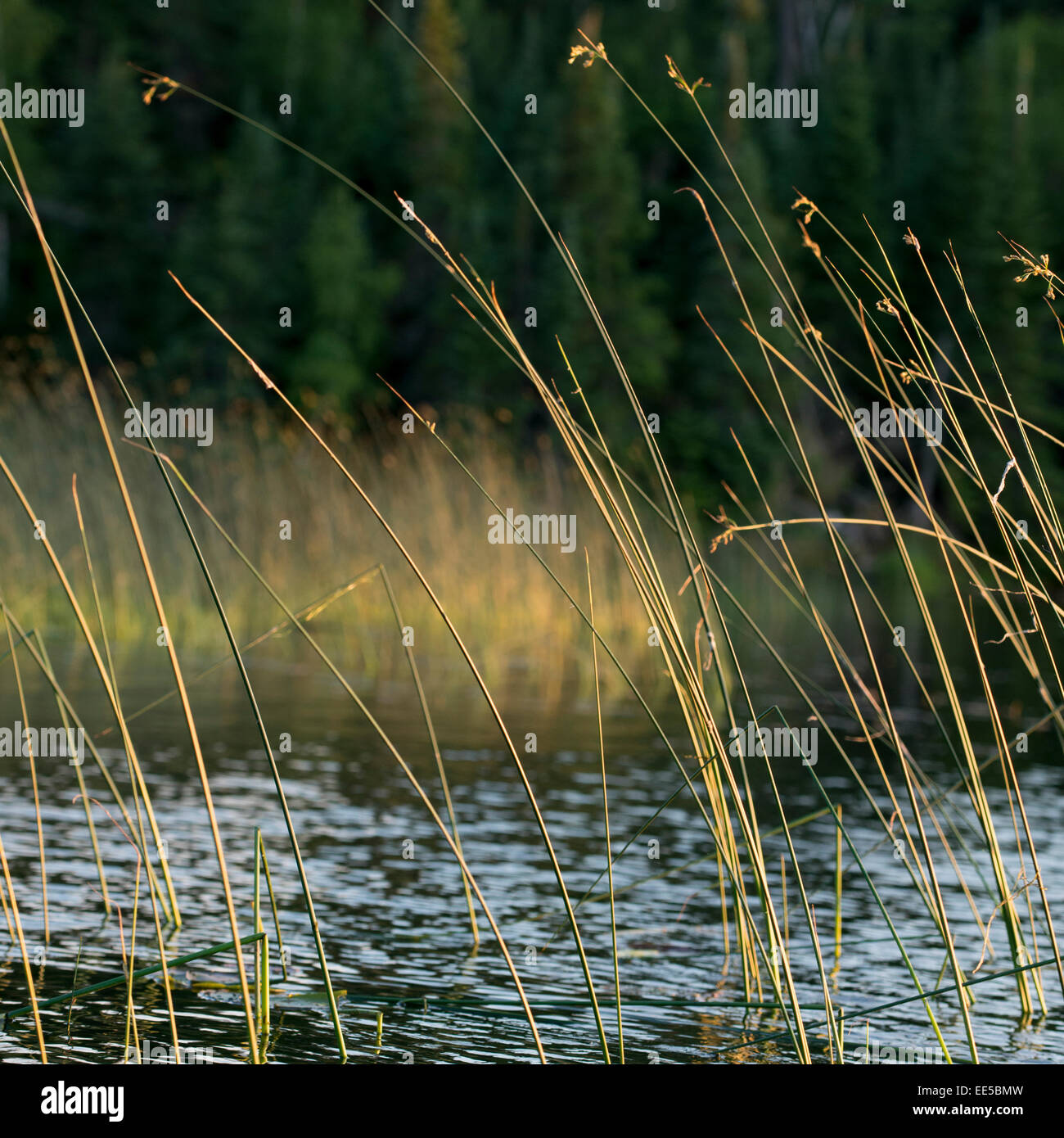 Tall reeds on lake hi-res stock photography and images - Alamy
