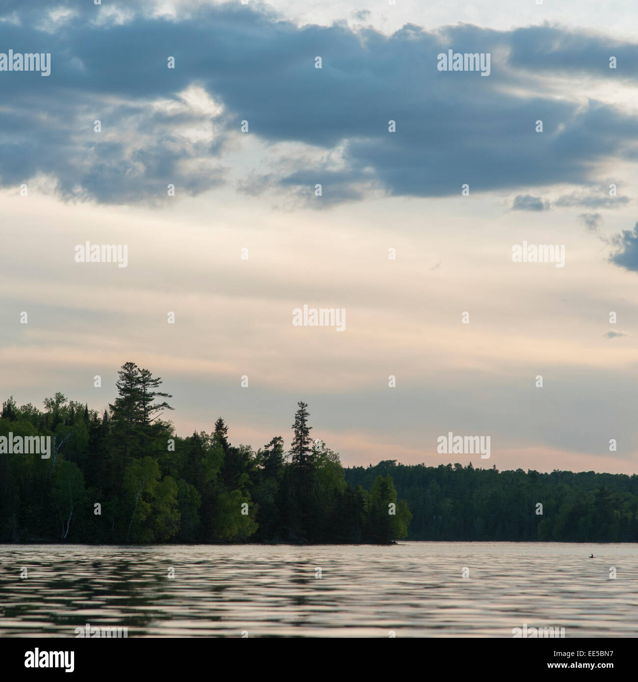 Trees at the lakeside, Lake of The Woods, Ontario, Canada Stock Photo ...