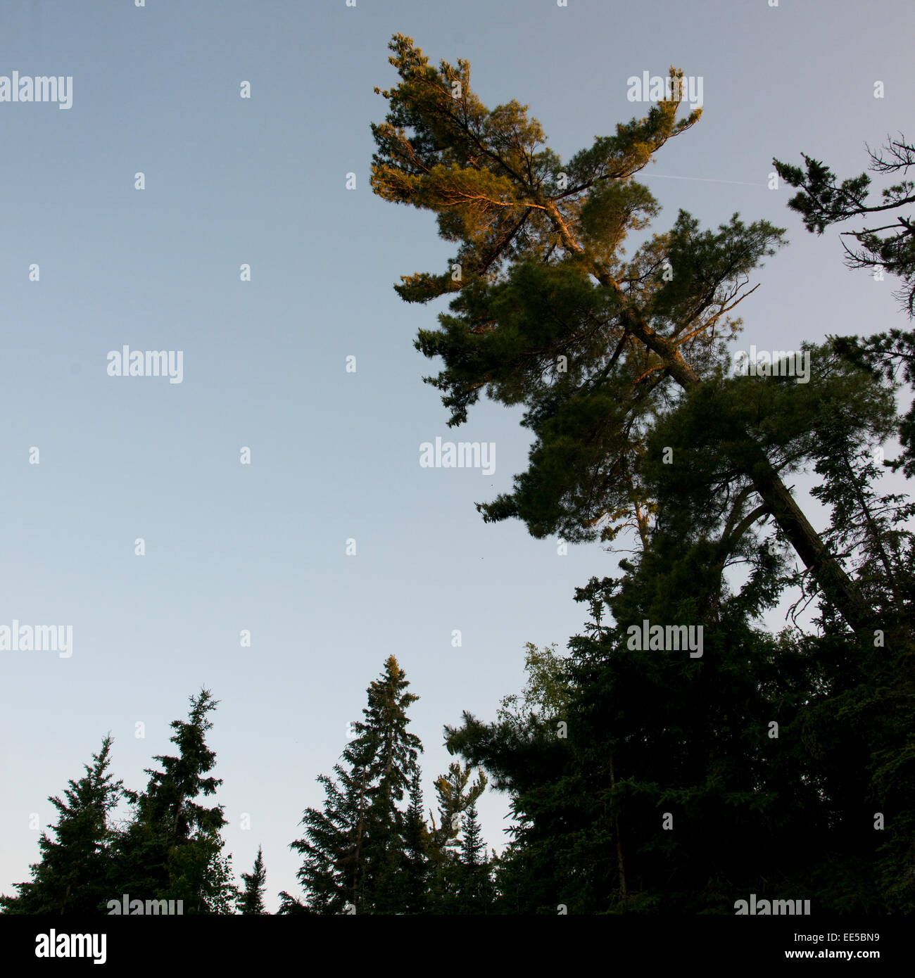 Evergreen trees lake hi-res stock photography and images - Alamy