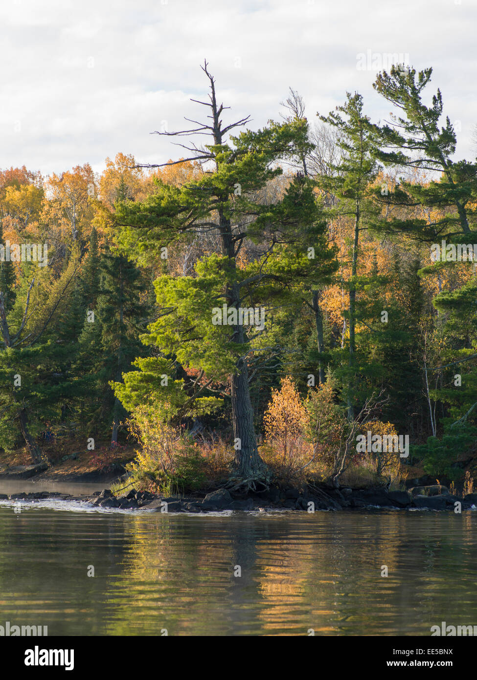Trees at the lakeside, Lake of The Woods, Ontario, Canada Stock Photo ...