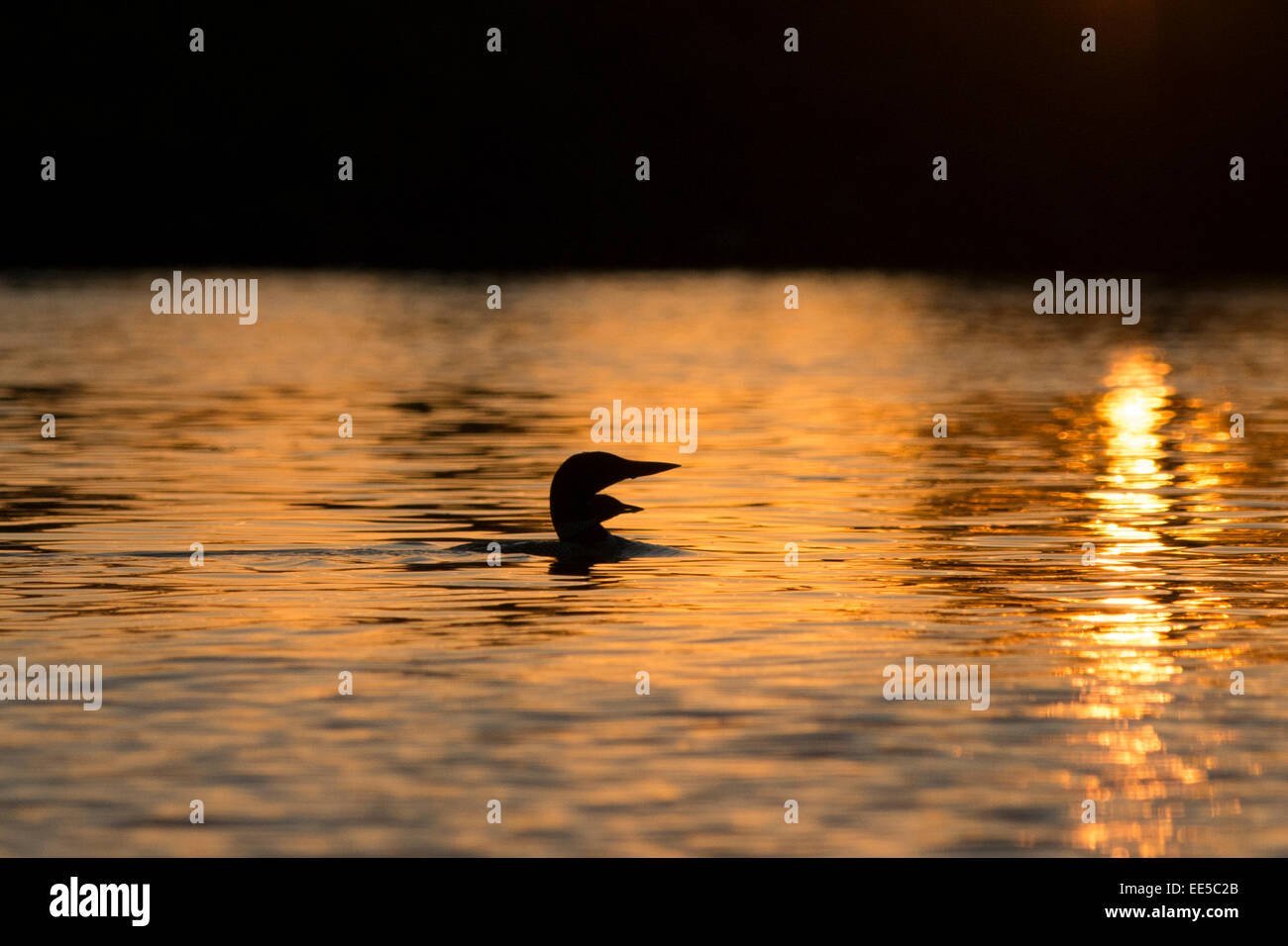 Loon in a lake at sunset, Lake of The Woods, Ontario, Canada Stock ...