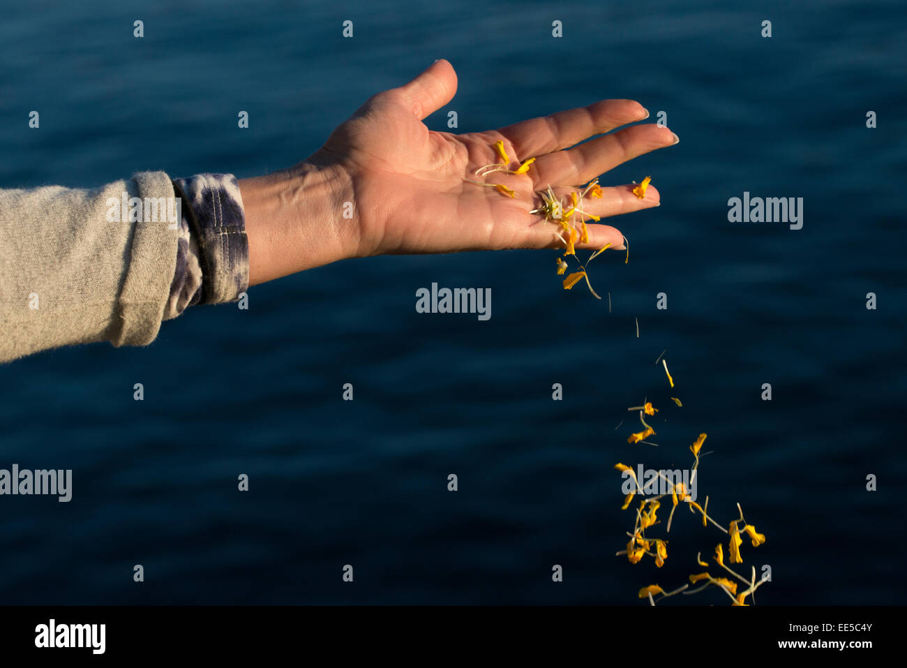 Close-up of a person's hand with falling flower petals in a lake, Lake ...