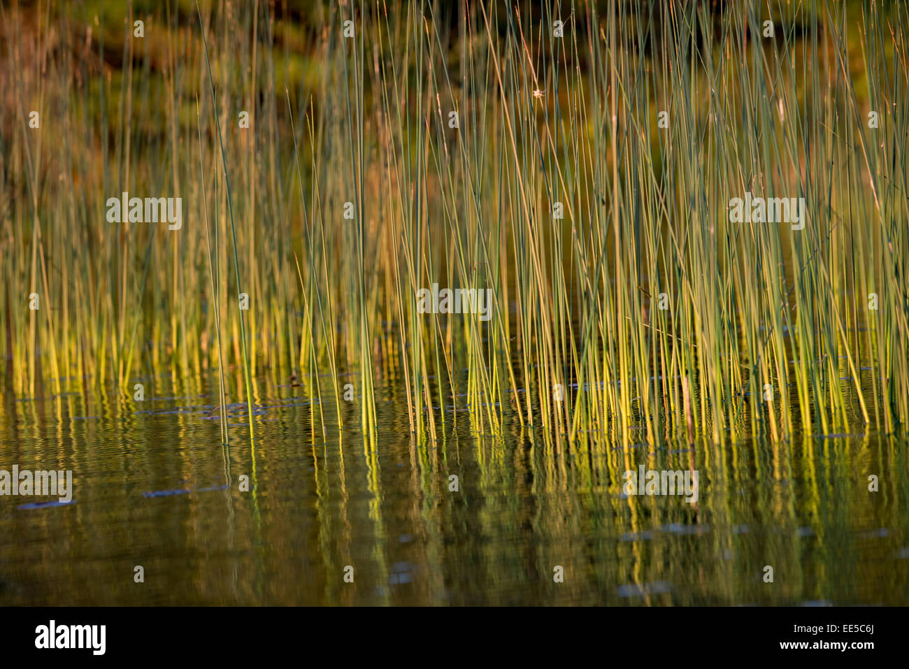 Reeds lake woods ontario canada hi-res stock photography and images - Alamy