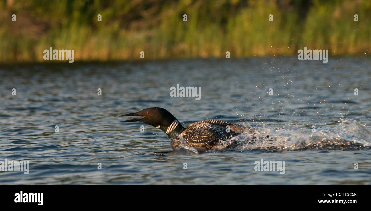 Loon in a lake, Lake of The Woods, Ontario, Canada Stock Photo - Alamy