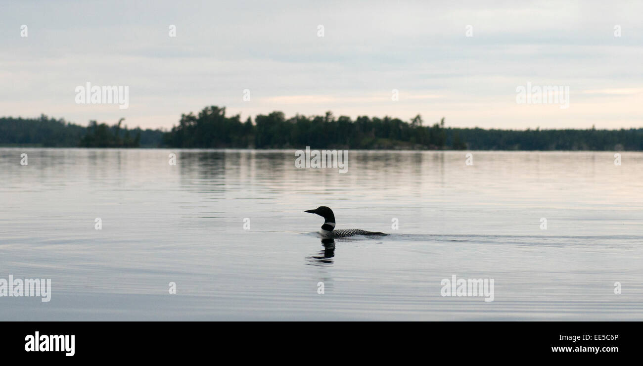 Loon in a lake, Lake of The Woods, Ontario, Canada Stock Photo - Alamy