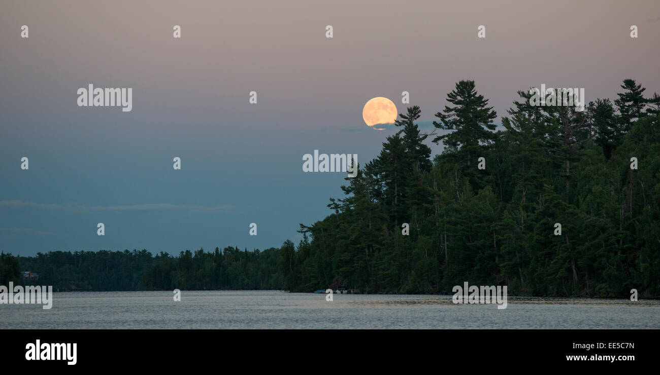Moon with trees hi-res stock photography and images - Alamy
