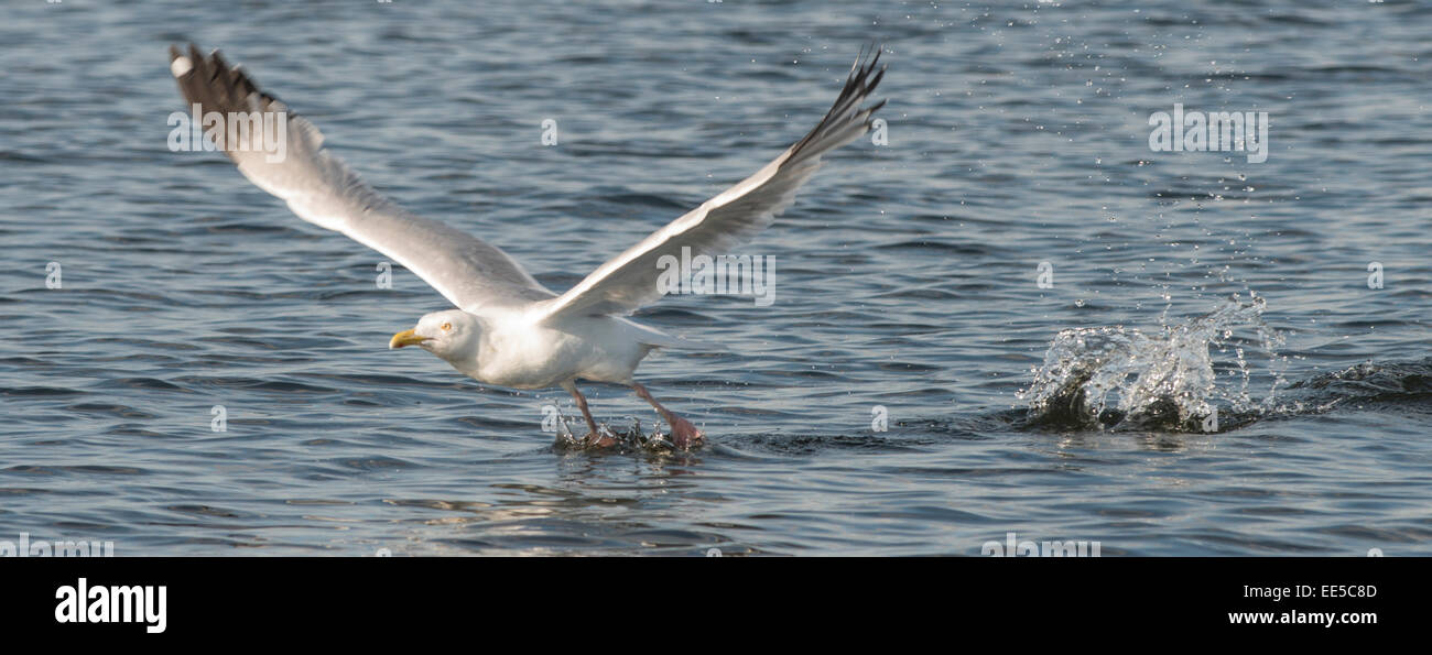 Seagull skimming hi-res stock photography and images - Alamy