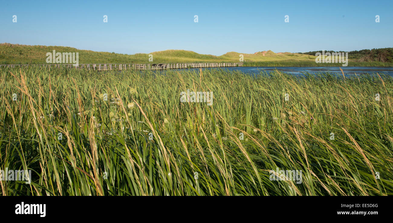 Cavendish dunelands trail hi-res stock photography and images - Alamy