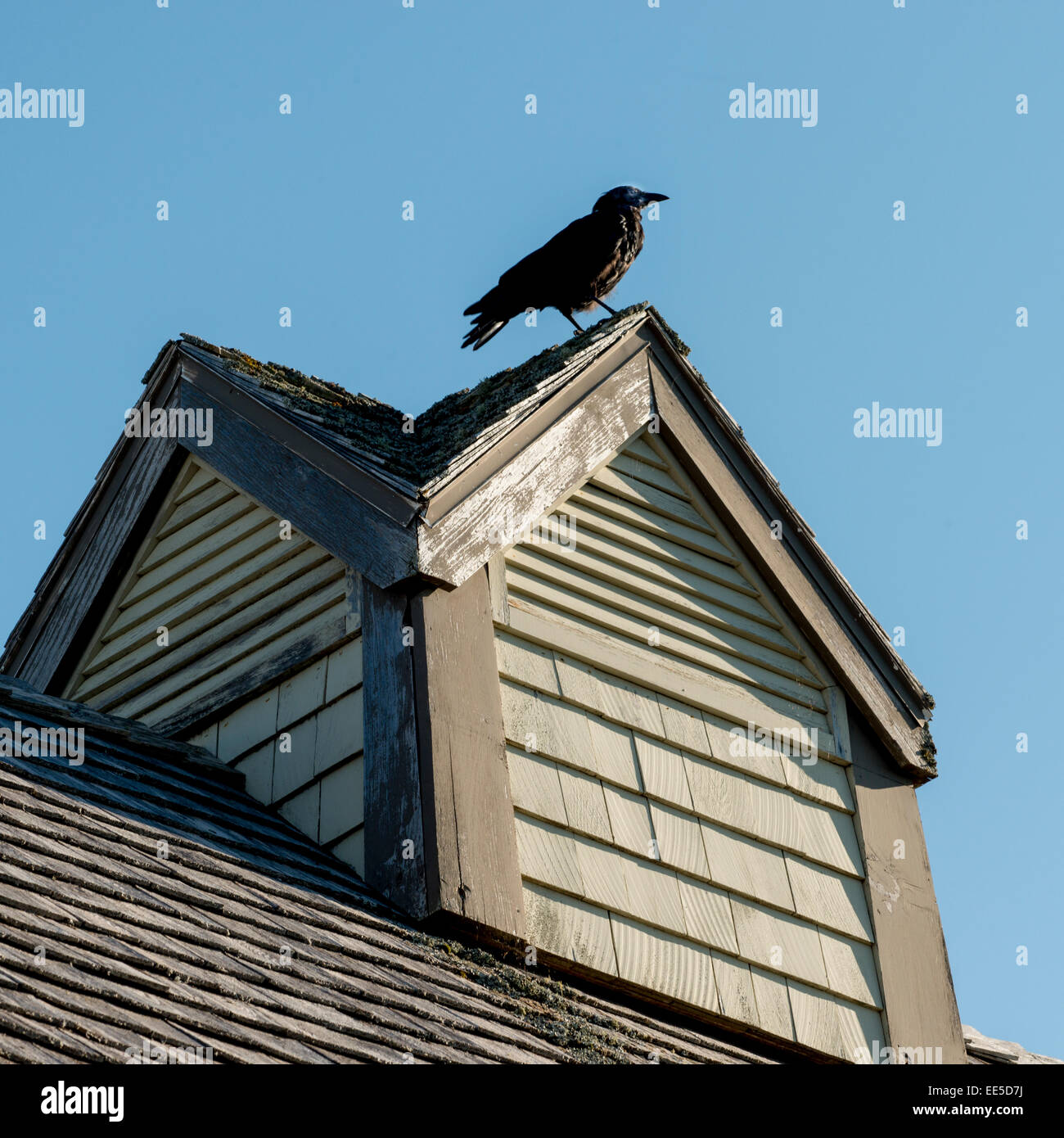 Crow perching on rooftop, Avonlea, Green Gables, Prince Edward Island ...