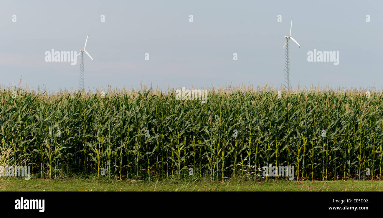 Wind turbines in corn field, Summerside, Prince Edward Island, Canada ...