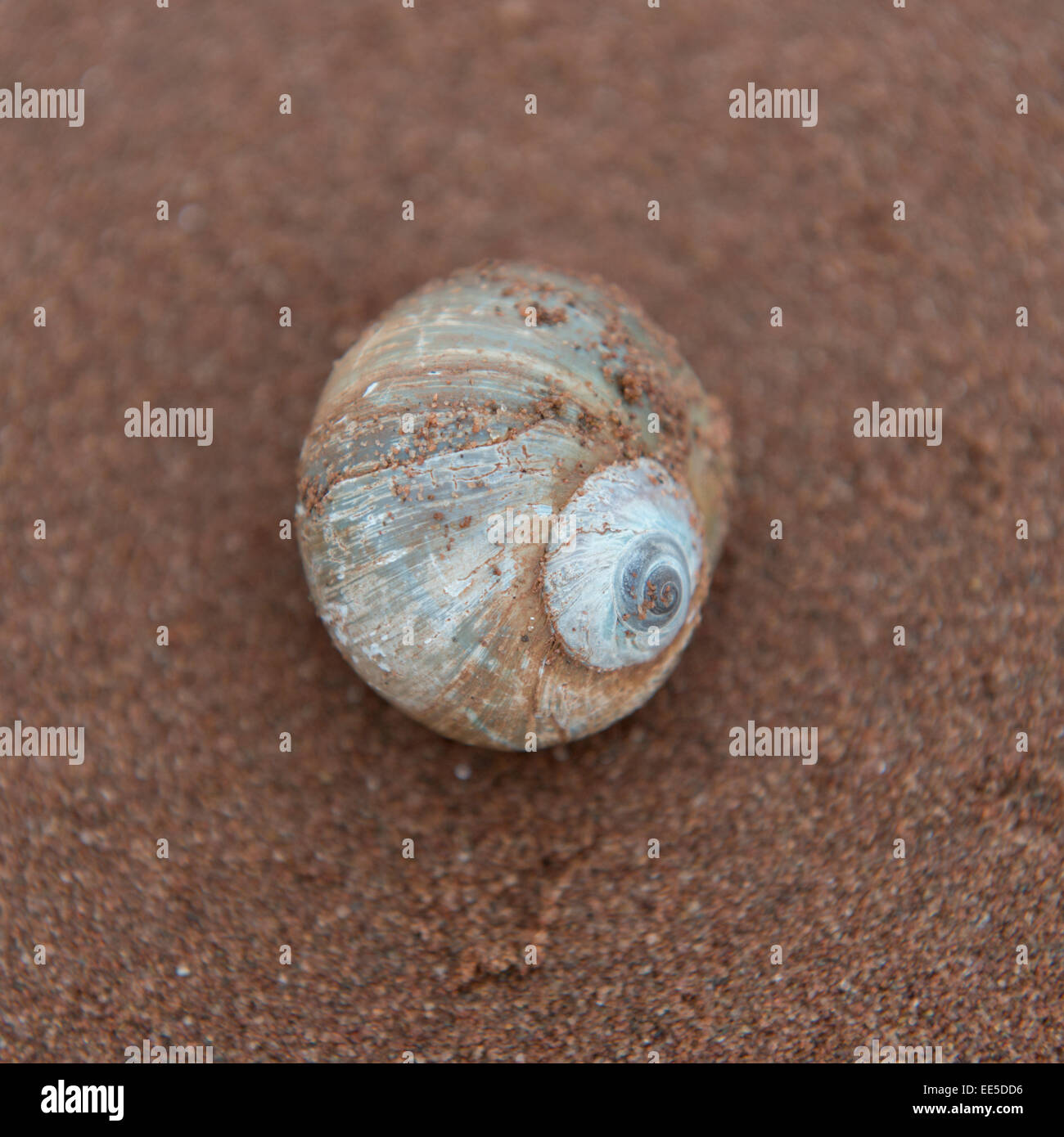 Seashell island hi-res stock photography and images - Alamy