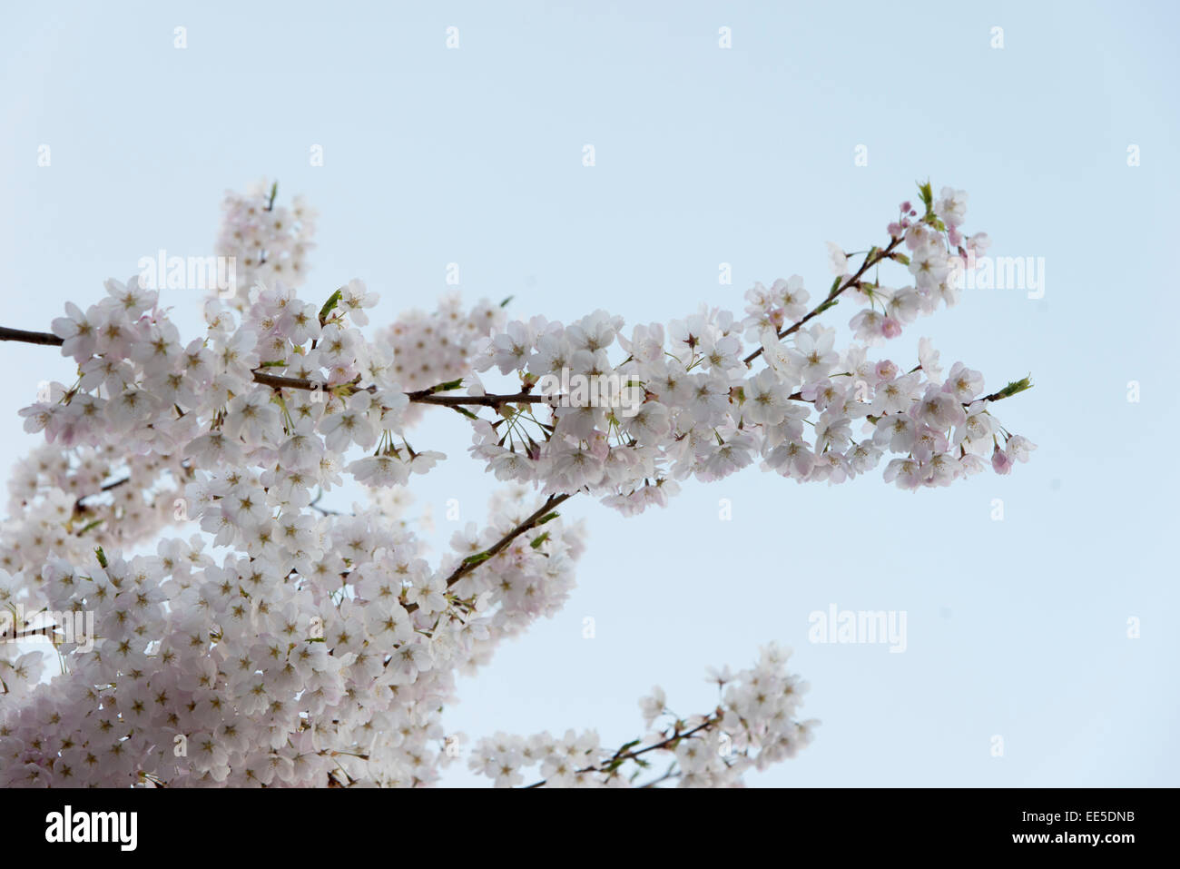 White cherry blossoms, Vancouver, British Columbia, Canada Stock Photo ...