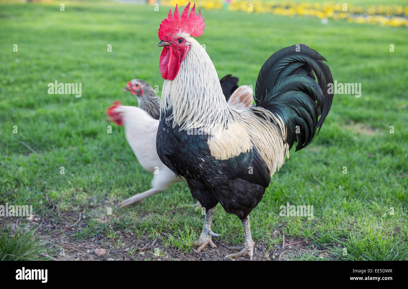 Cockerel and chicken over grass, shallow depth of field Stock Photo - Alamy