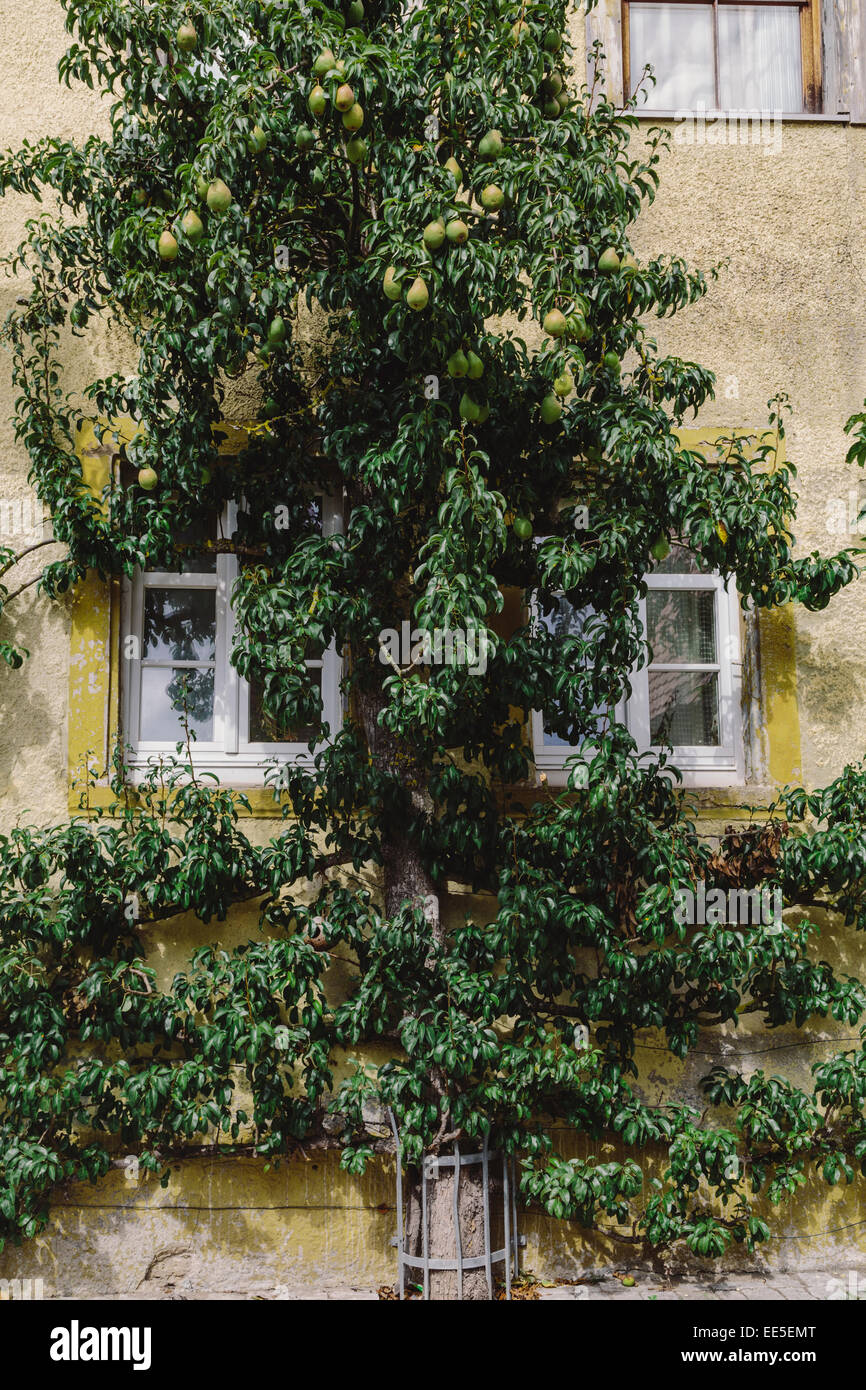 Espaliered espalier hi-res stock photography and images - Alamy