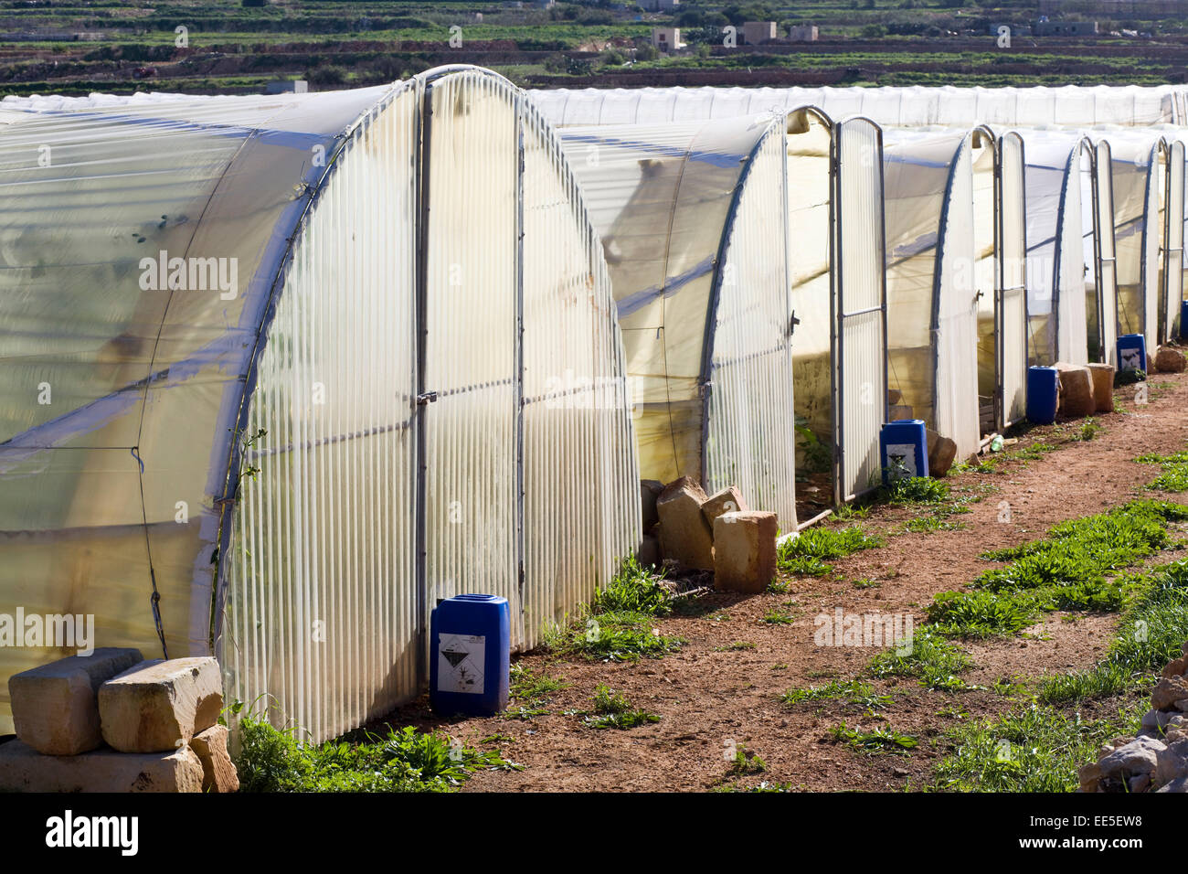 Vegetables growing in polytunnel greenhouse hi-res stock photography ...
