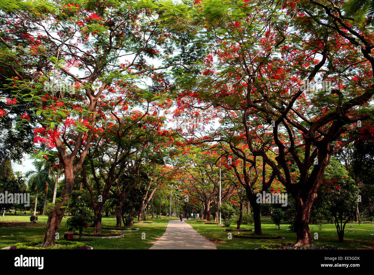 2015. Krishnachura or Flame Tree or Gulmohar at ramna park Dhaka ...