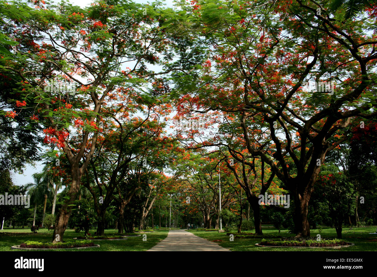 2015. Krishnachura or Flame Tree or Gulmohar at ramna park Dhaka ...