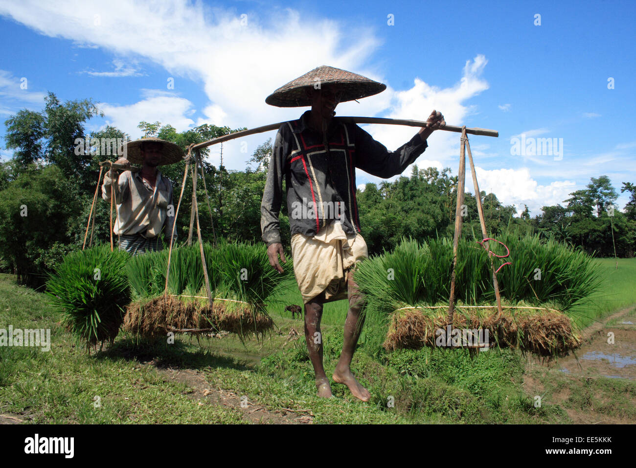 Bangladesh 10 January 2015.Farmers carries paddy seedlings to their ...