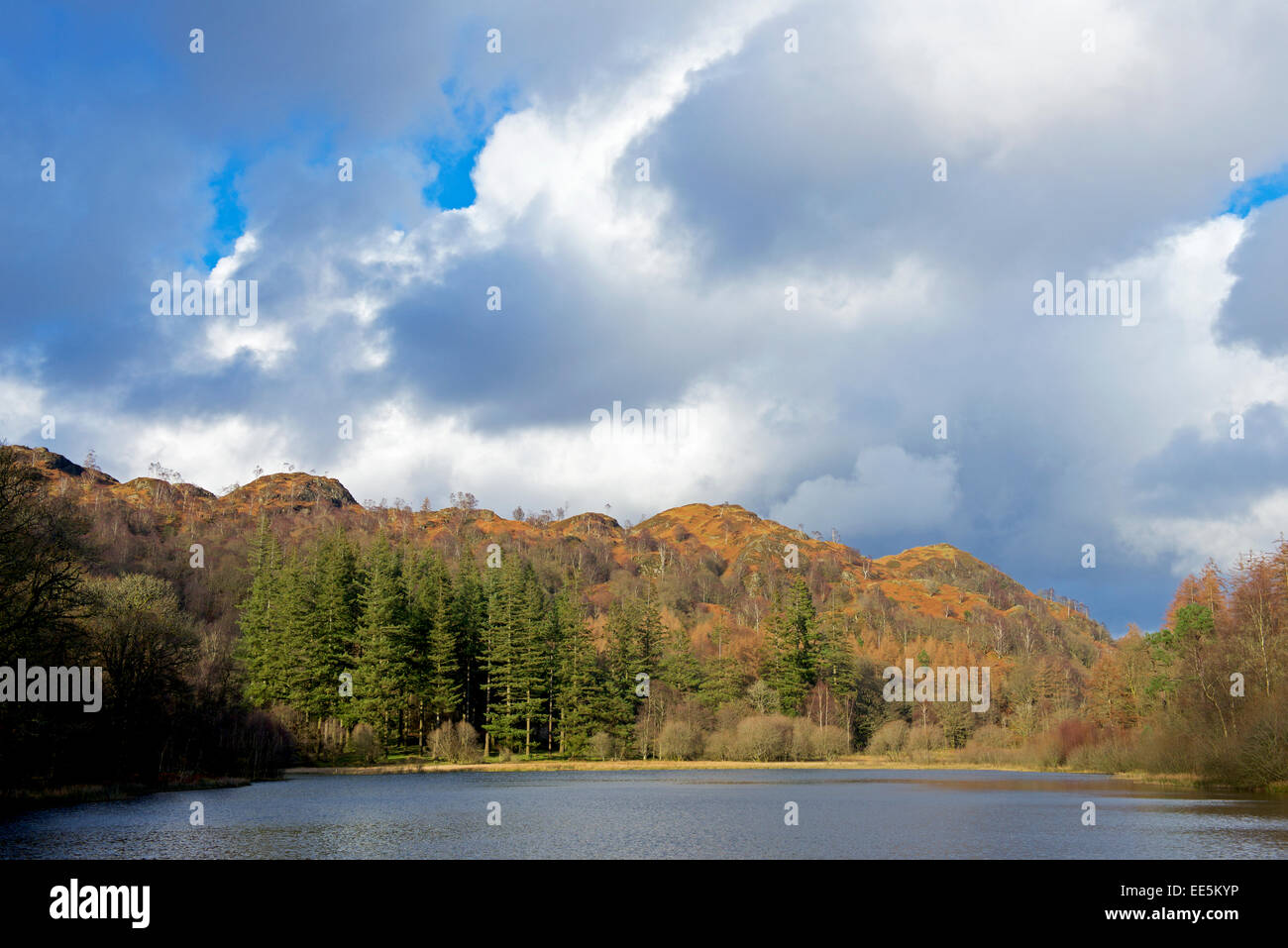 Yew Tree Tarn, near Coniston, Lake District National Park, Cumbria ...