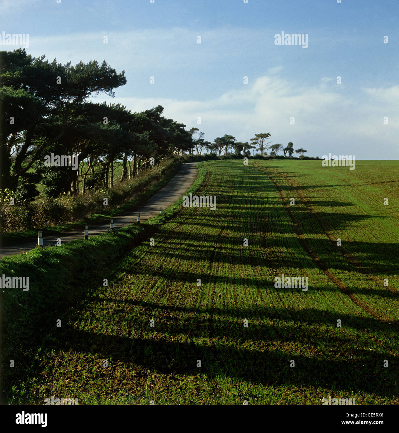 Field with shadows cast by trees Stock Photo - Alamy