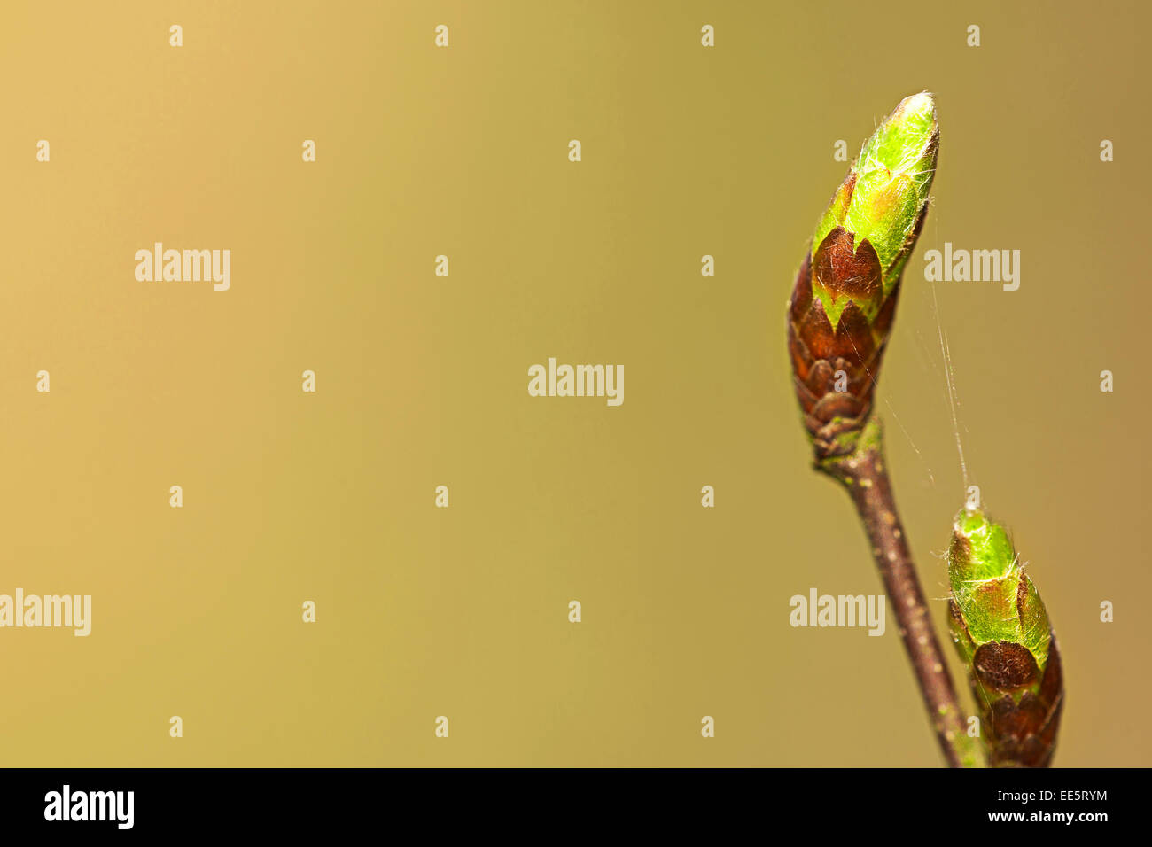 A spring background Stock Photo - Alamy
