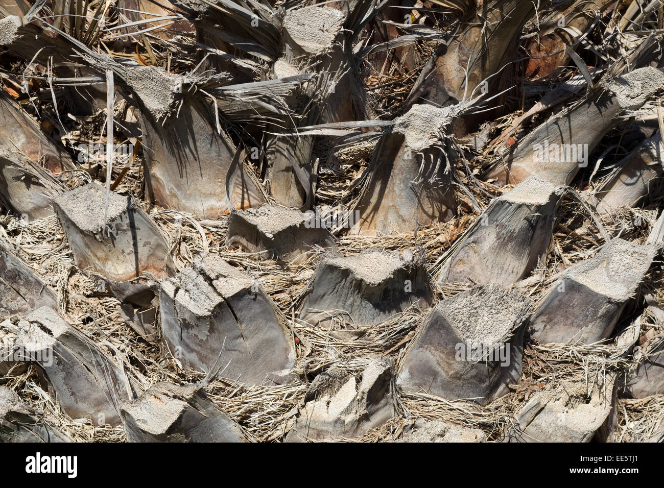 Palm tree bark hi-res stock photography and images - Alamy