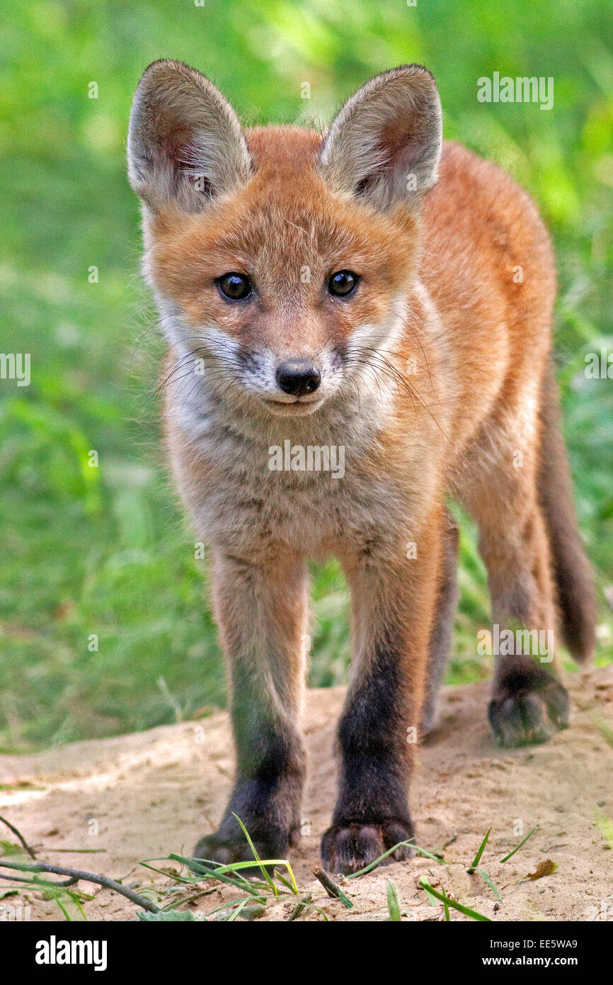 Fox in the wild, in a clearing Stock Photo - Alamy