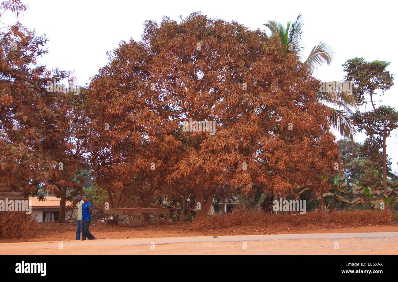 Red tree in Ghana Stock Photo - Alamy