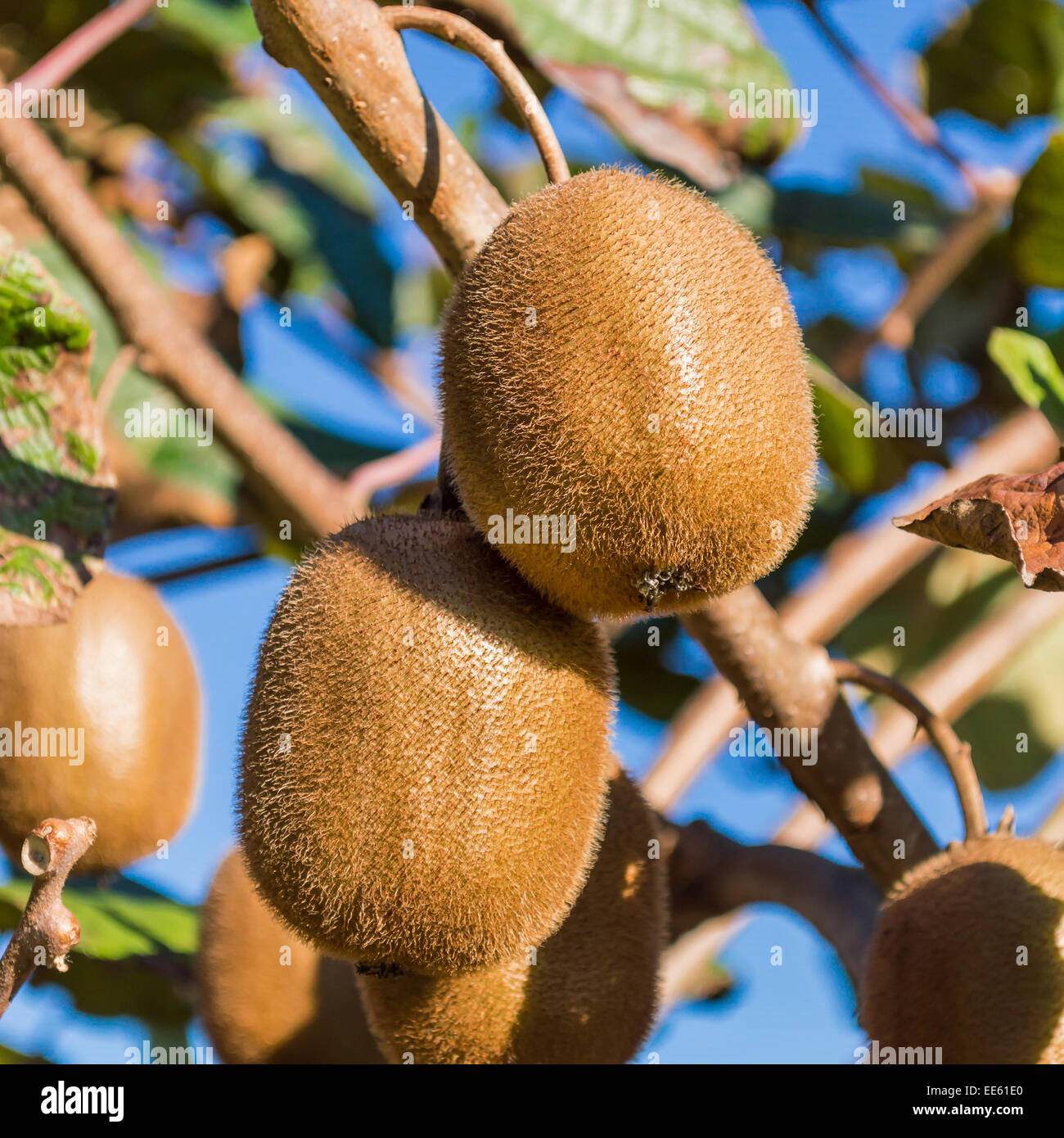 First fruits hi-res stock photography and images - Alamy