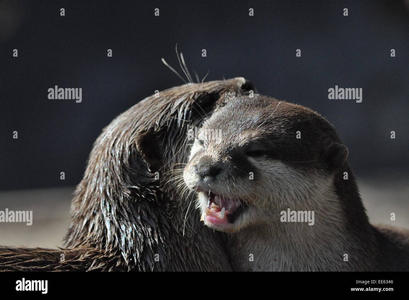 Active Predators High Resolution Stock Photography and Images - Alamy